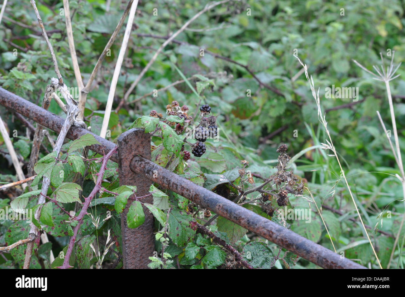 Wild blackberries overgrown Stock Photo - Alamy