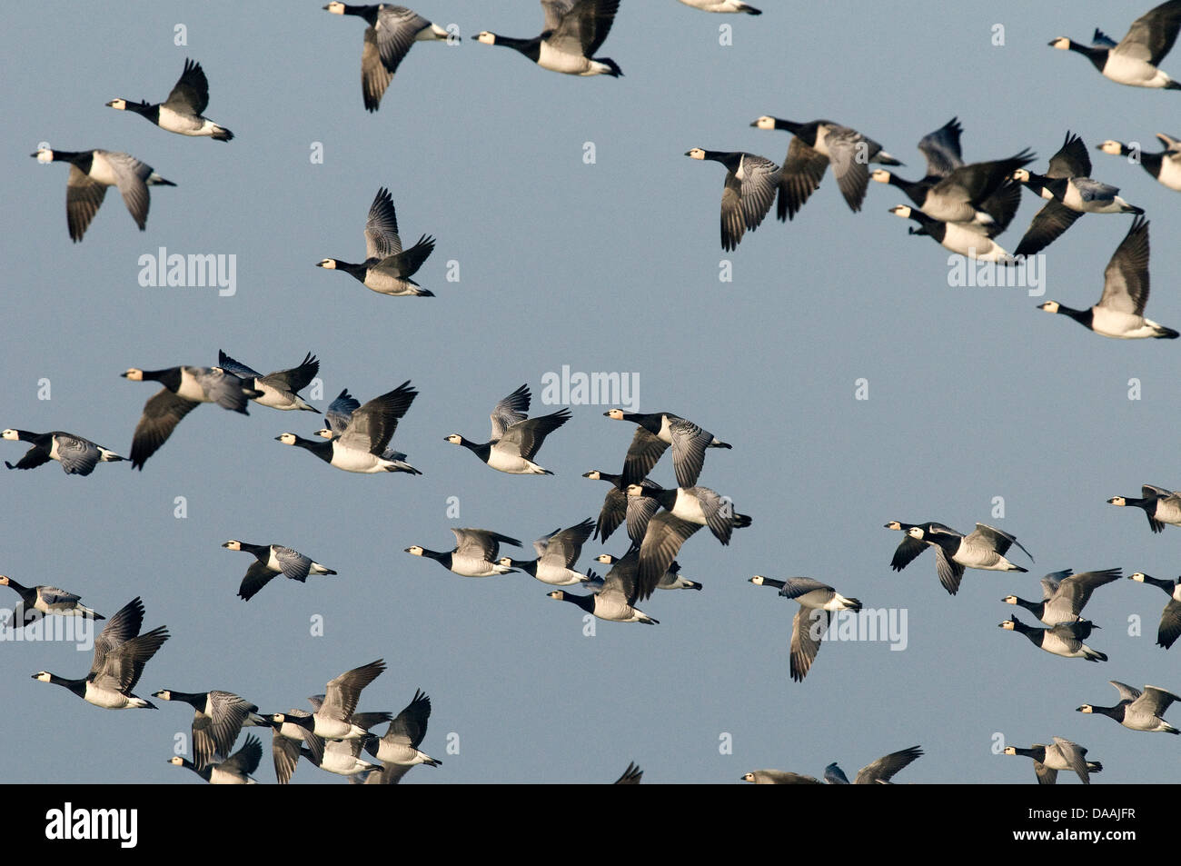 Barnacle goose migration hi-res stock photography and images - Alamy