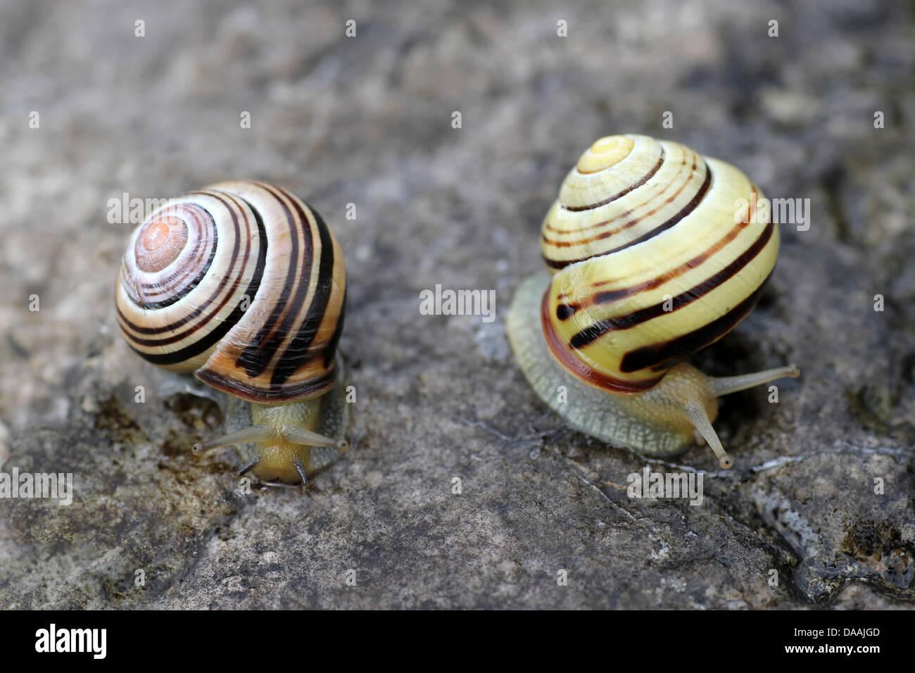 Rock snail uk hi-res stock photography and images - Alamy
