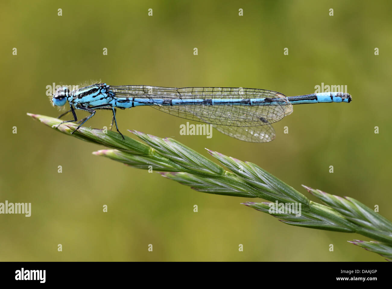Male Common Blue Damselfly Enallagma cyathigerum Stock Photo - Alamy Male Common Blue Damselfly Enallagma cyathigerum Stock Photo - Alamy