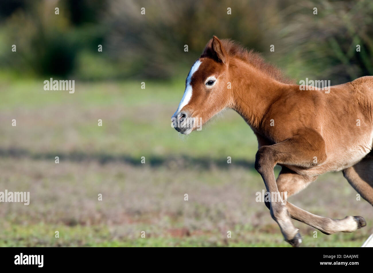 Galop High Resolution Stock Photography and Images - Alamy