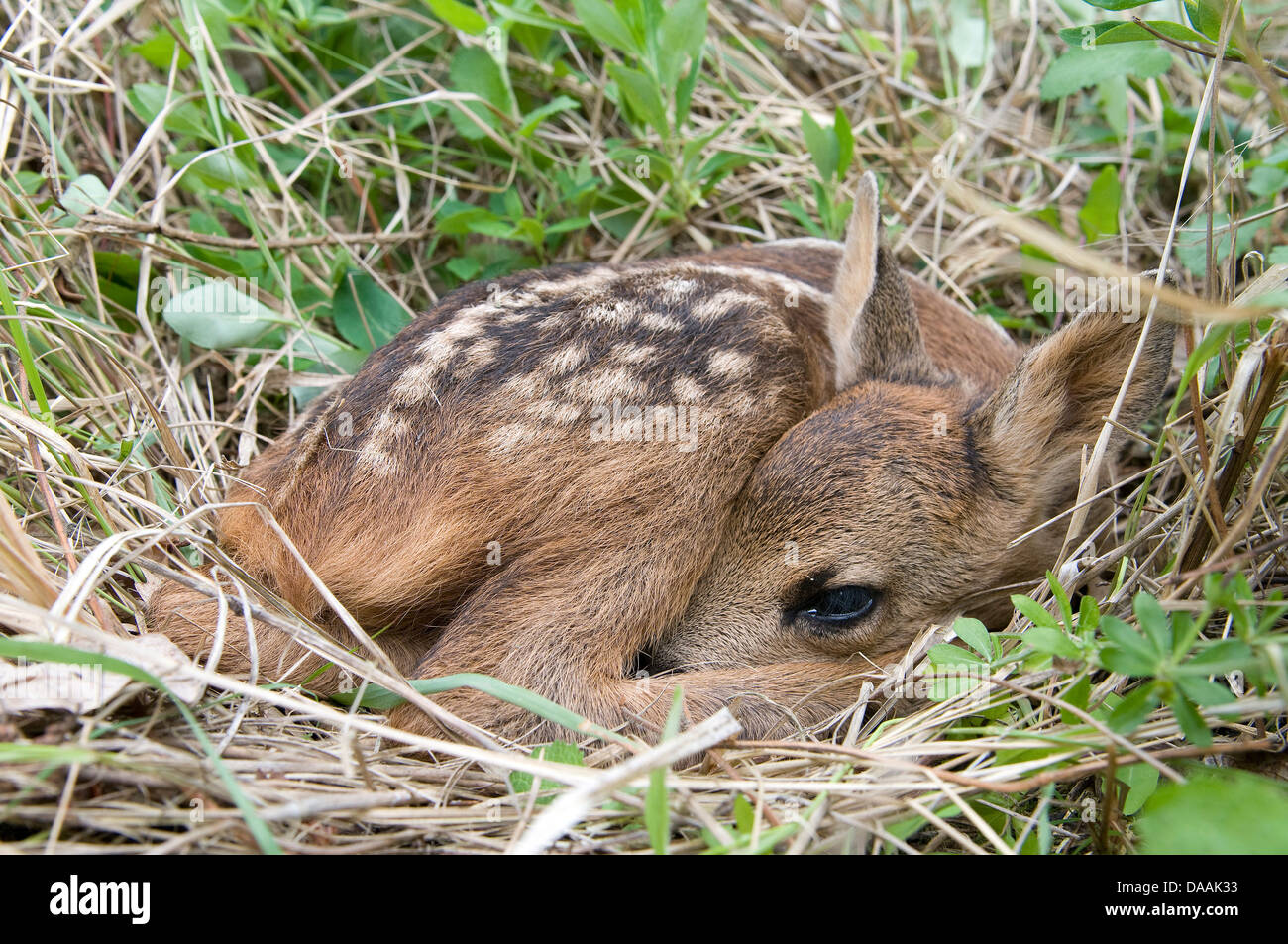 Europe, Roe Deer, Fawn, Capreolus capreolus, young, grass, animal Stock ...
