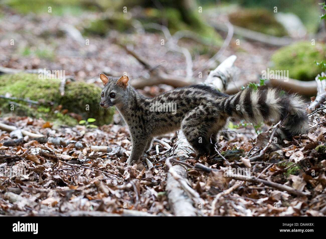 Europe genet genetta genetta france animal forest hi-res stock ...