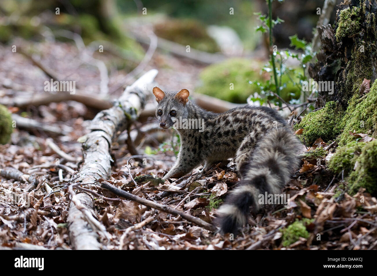 Europe, Genet, Genetta genetta, France, animal, forest Stock Photo - Alamy