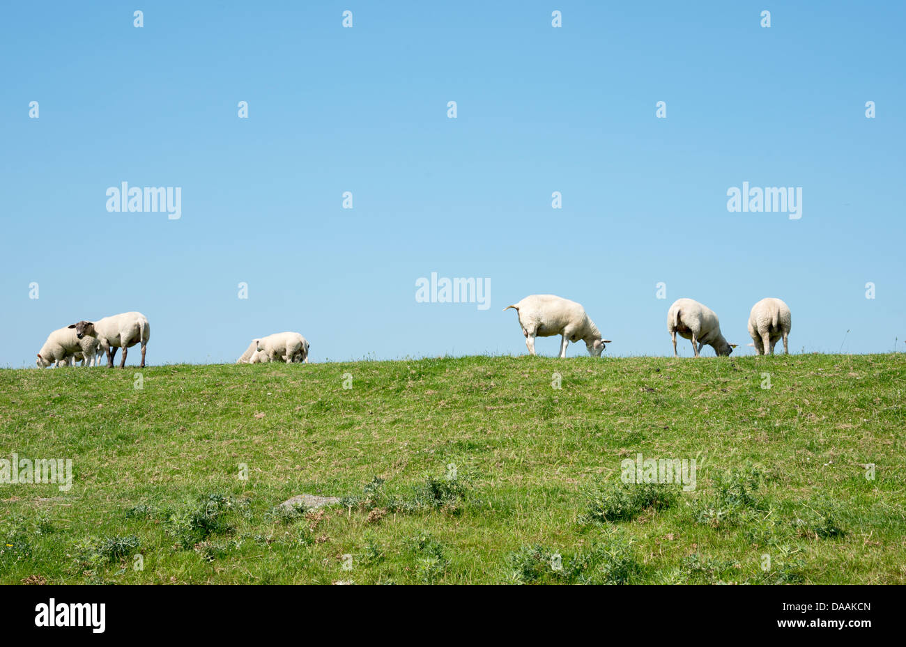 Sheep on grass with blue sky hi-res stock photography and images - Alamy