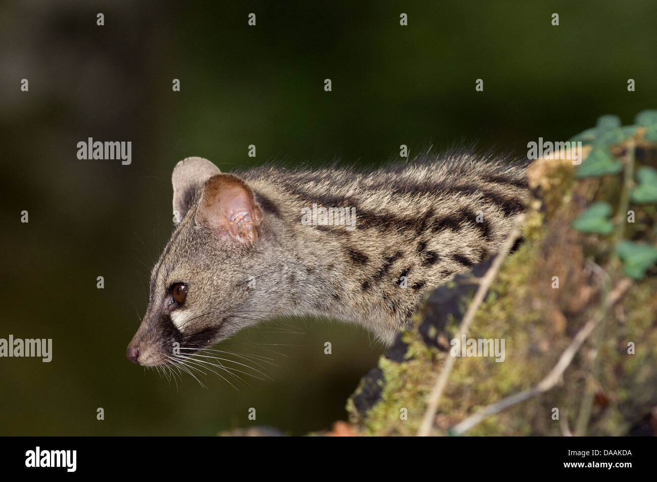 Genetta genetta hi-res stock photography and images - Alamy