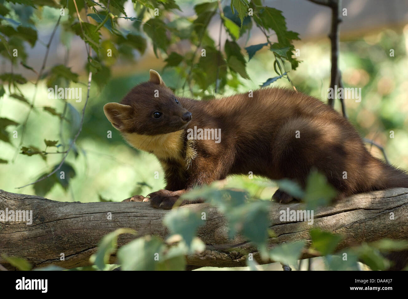 Europe, Marten, animal, Pine Marten, Martes martes, branch Stock Photo ...