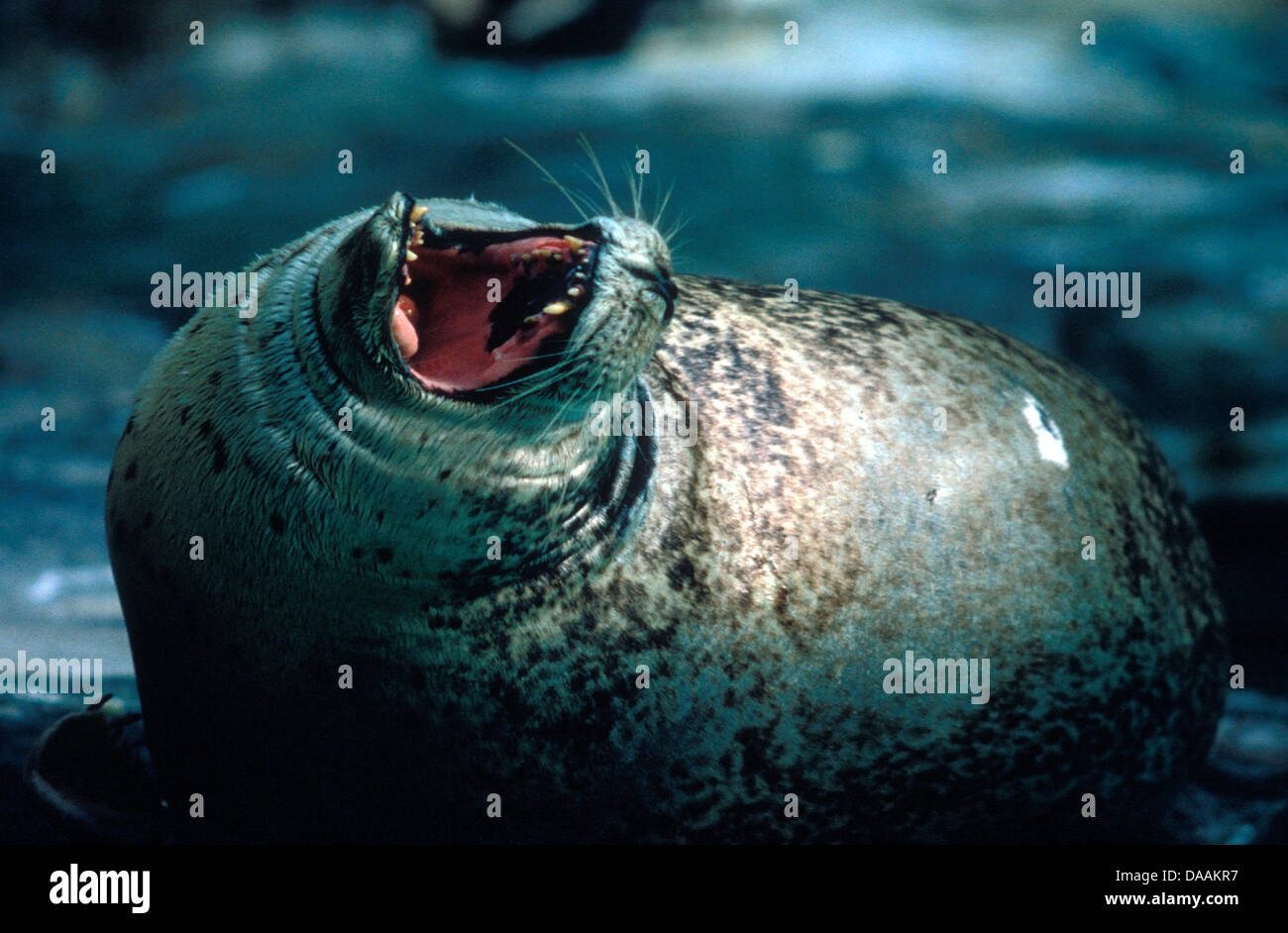 Europe, Harbor seal, seal, common seal, Shetland, Phoca vitulina ...