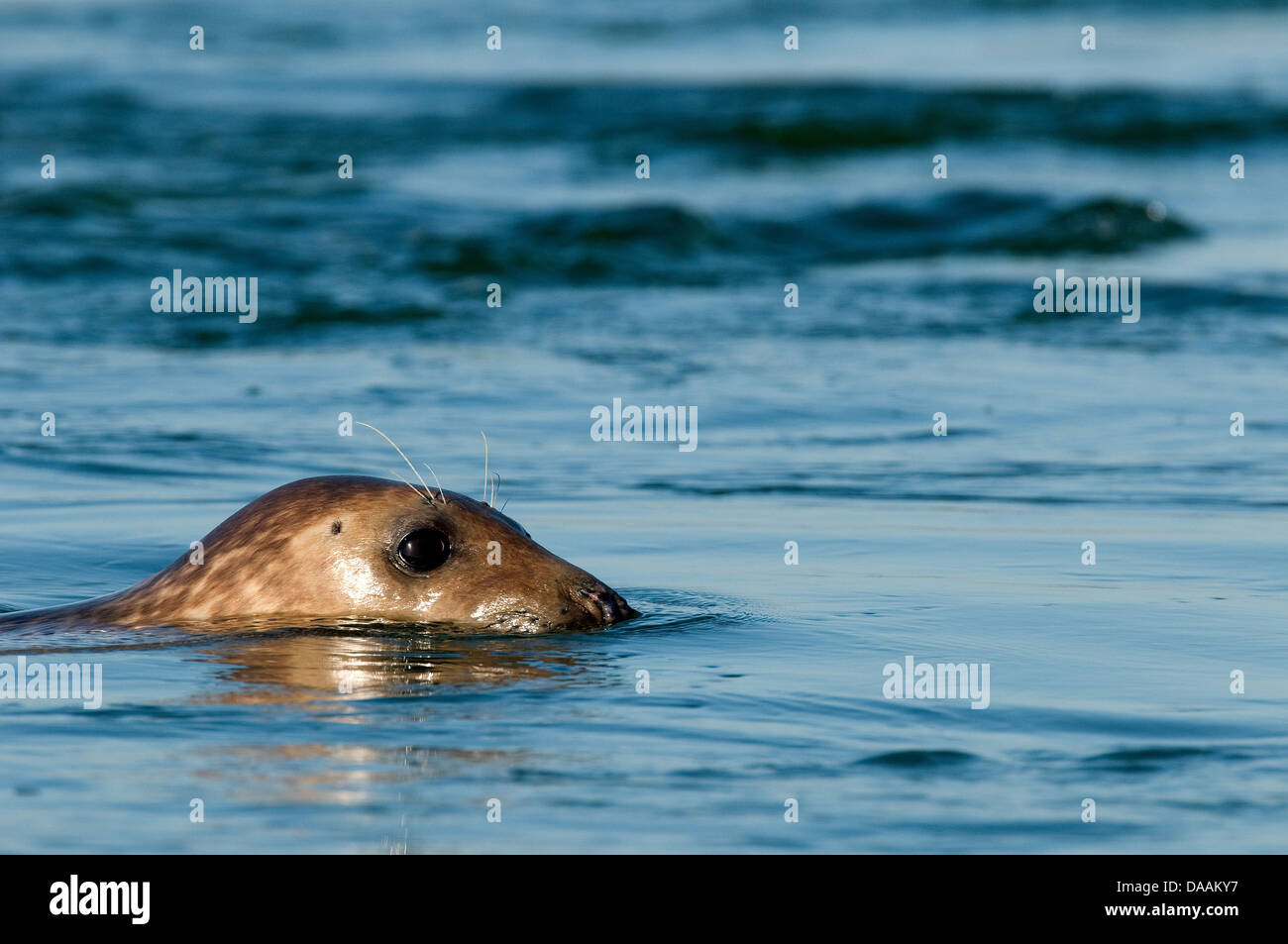 Europe, Harbor seal, seal, common seal, Shetland, Phoca vitulina ...