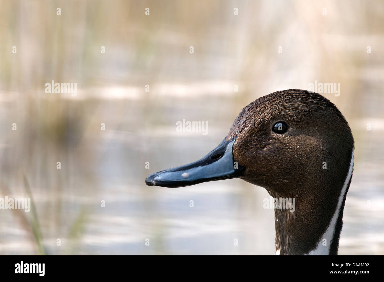 Europe, duck, bird, water, Common Pintail, Anas acuta, portrait Stock ...