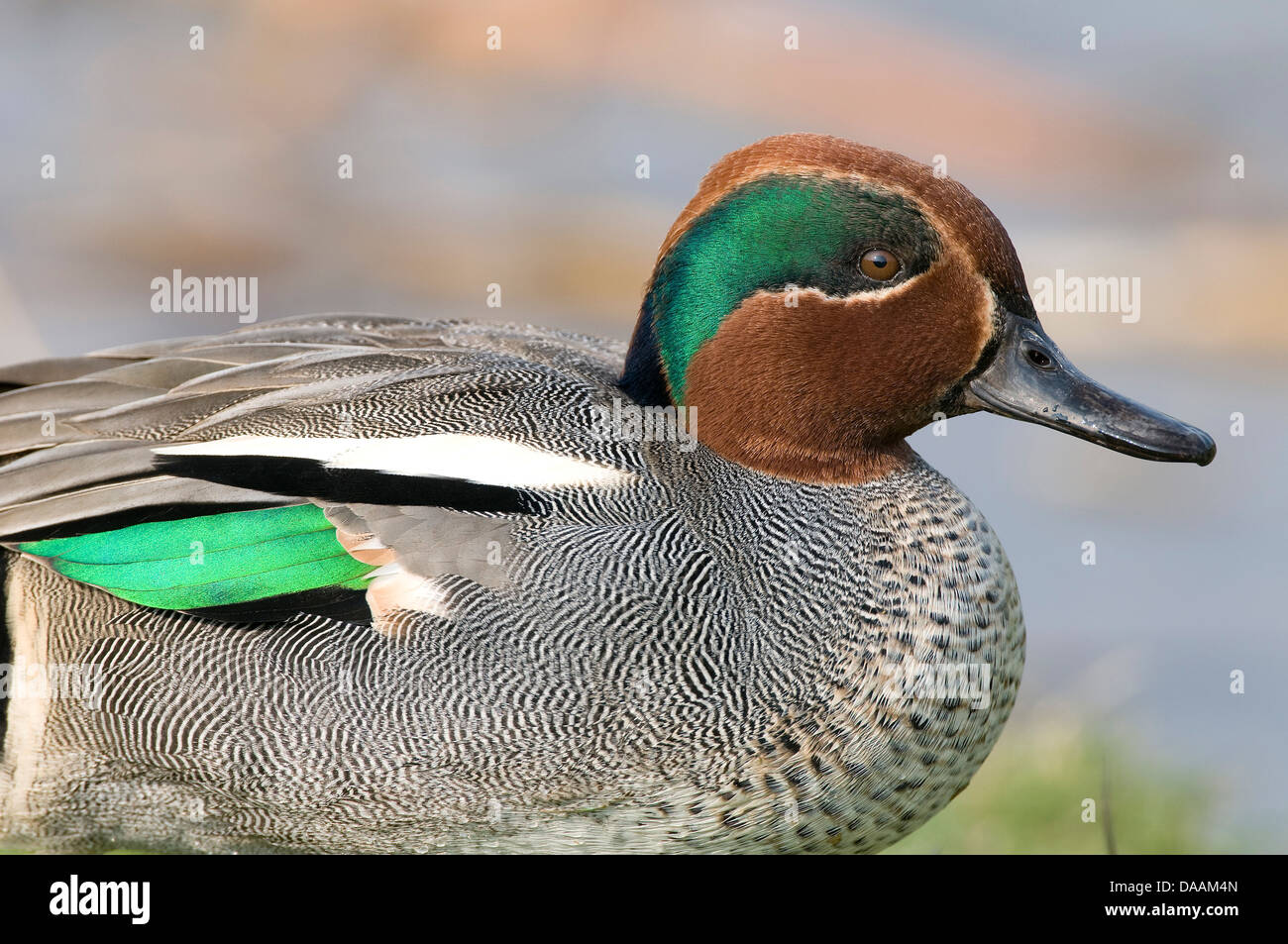 Teal duck hi-res stock photography and images - Alamy