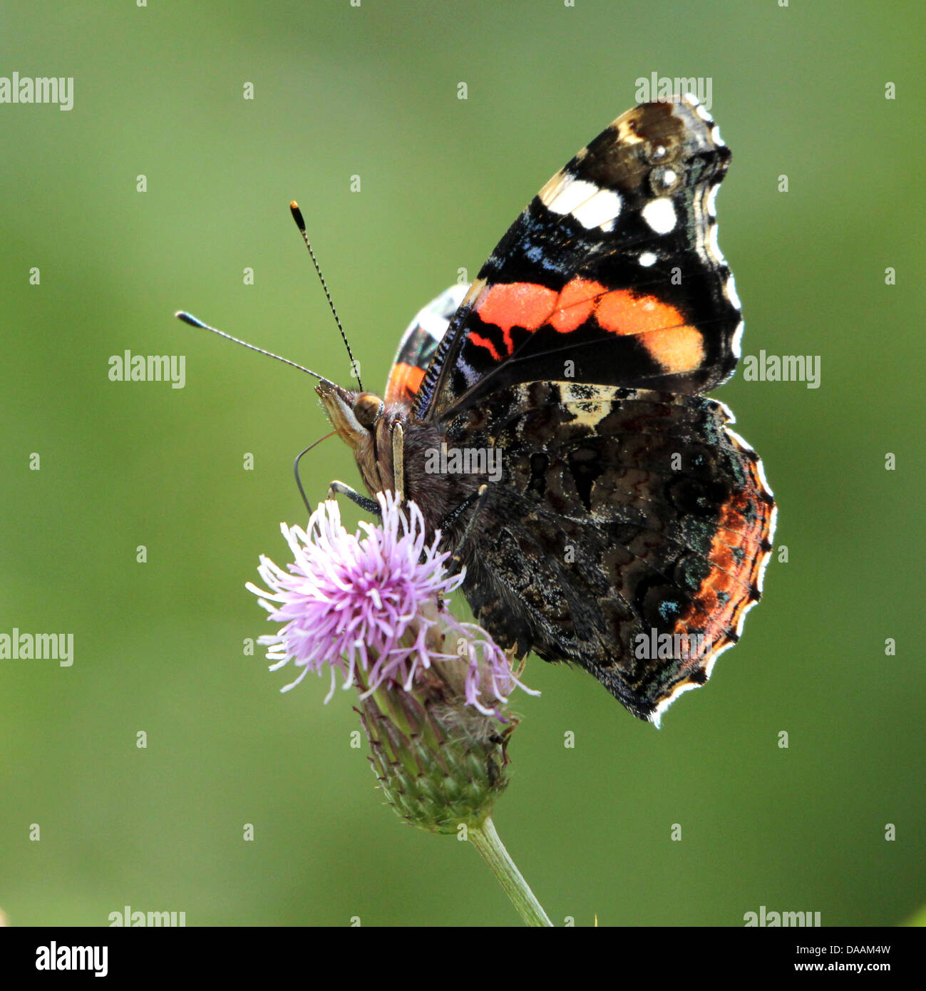 Red admiral butterfly (vanessa atalanta) feeding on a thistle flower ...