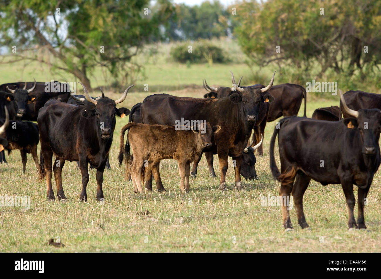 Europe, Camargue, France, Cattle, Calf, Cow, agriculture, meadow ...