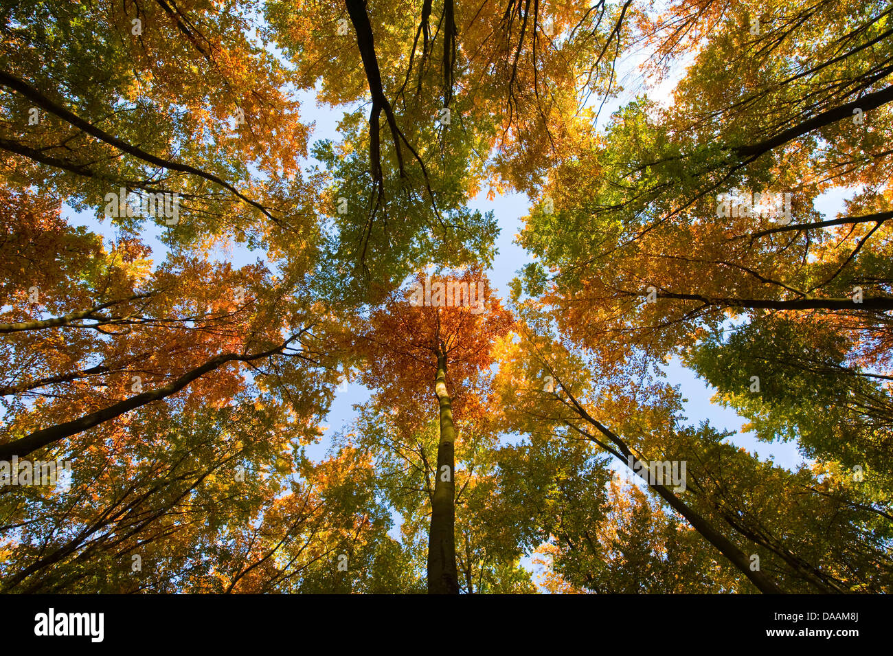 A file picture dated 24 October 2010 shows trees in autumn colours at a ...