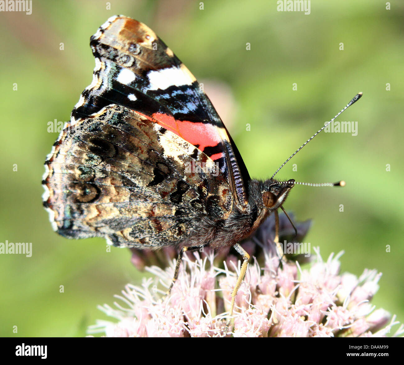 Red admiral butterfly (vanessa atalanta Stock Photo - Alamy