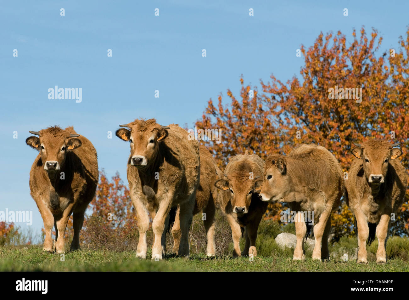 Europe, Aubrac, Calves, meadow, agriculture, cows, animals Stock Photo ...