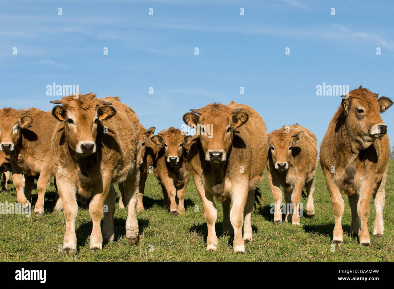 Europe, Aubrac, Calves, meadow, agriculture, cows, animals Stock Photo ...