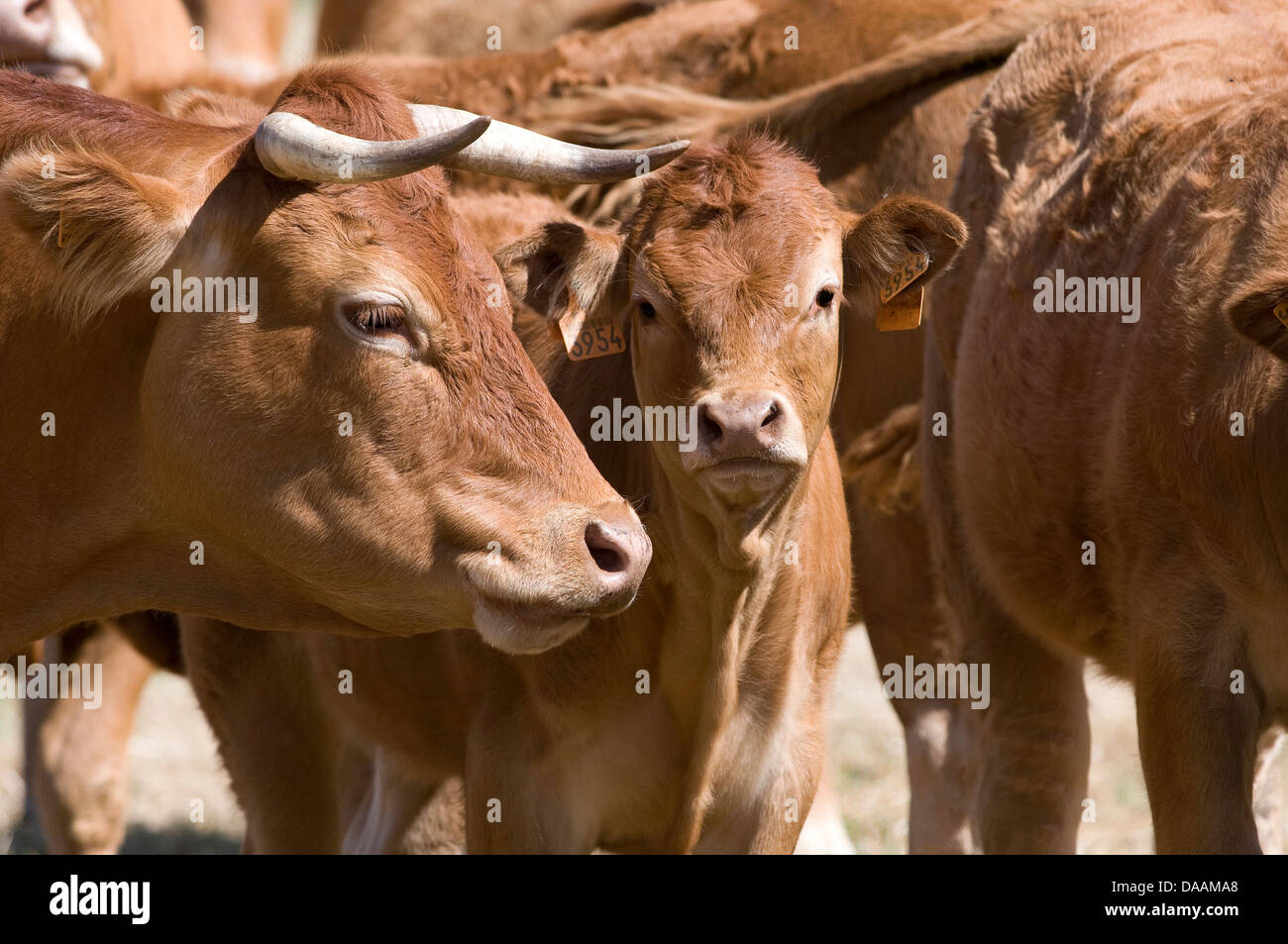 Europe, Aubrac, Calves, agriculture, cows, animals Stock Photo - Alamy