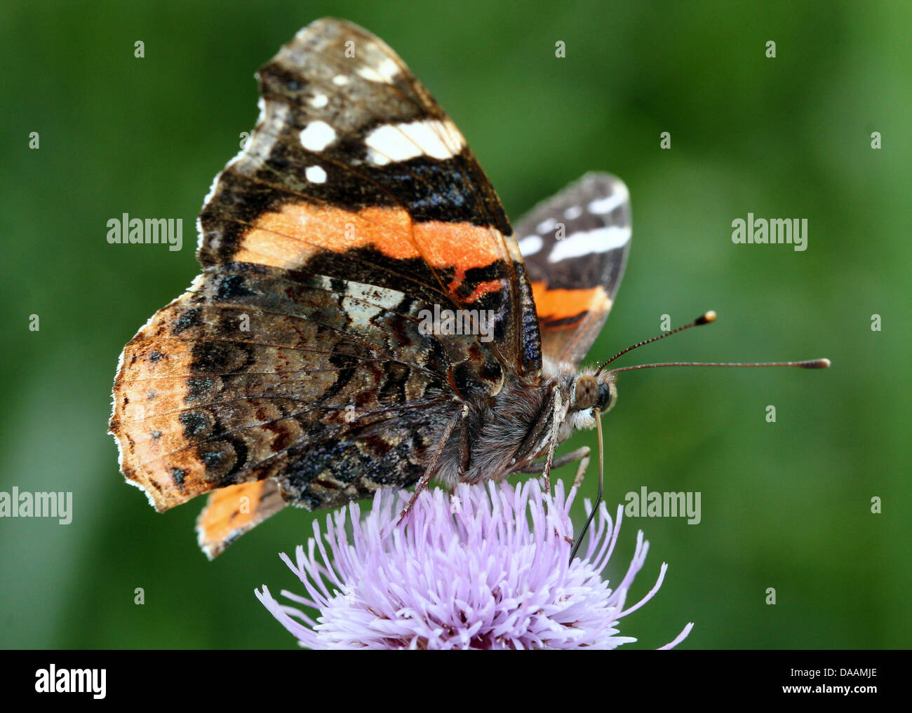 Red admiral butterfly (vanessa atalanta) feeding on a thistle flower ...