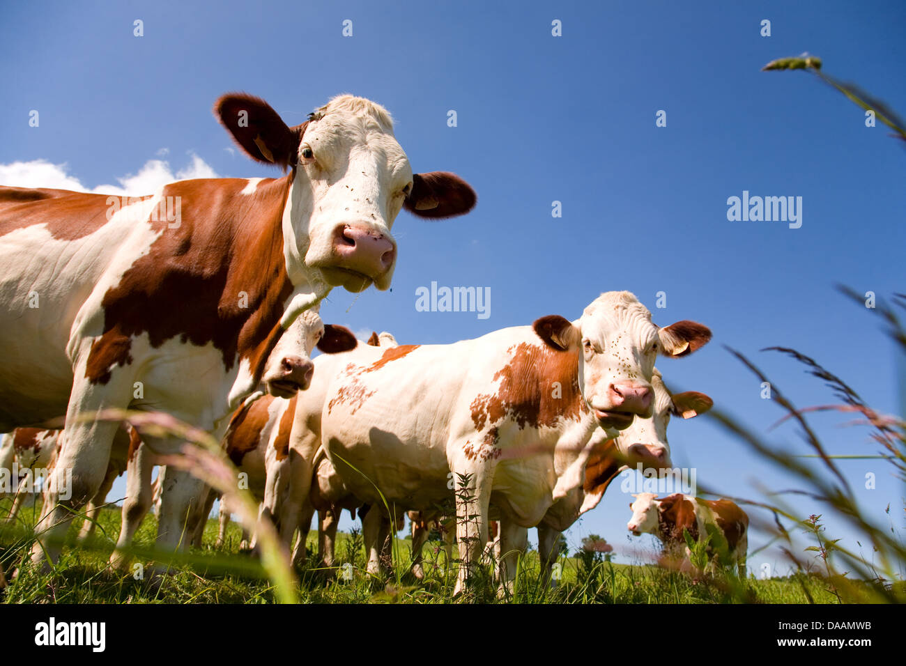 Montbéliarde cattle in the meadow Stock Photo - Alamy