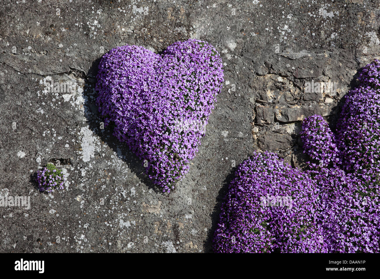 Flower, flowers, blossom, flourish, flora, spring, garden, Heart-shaped ...