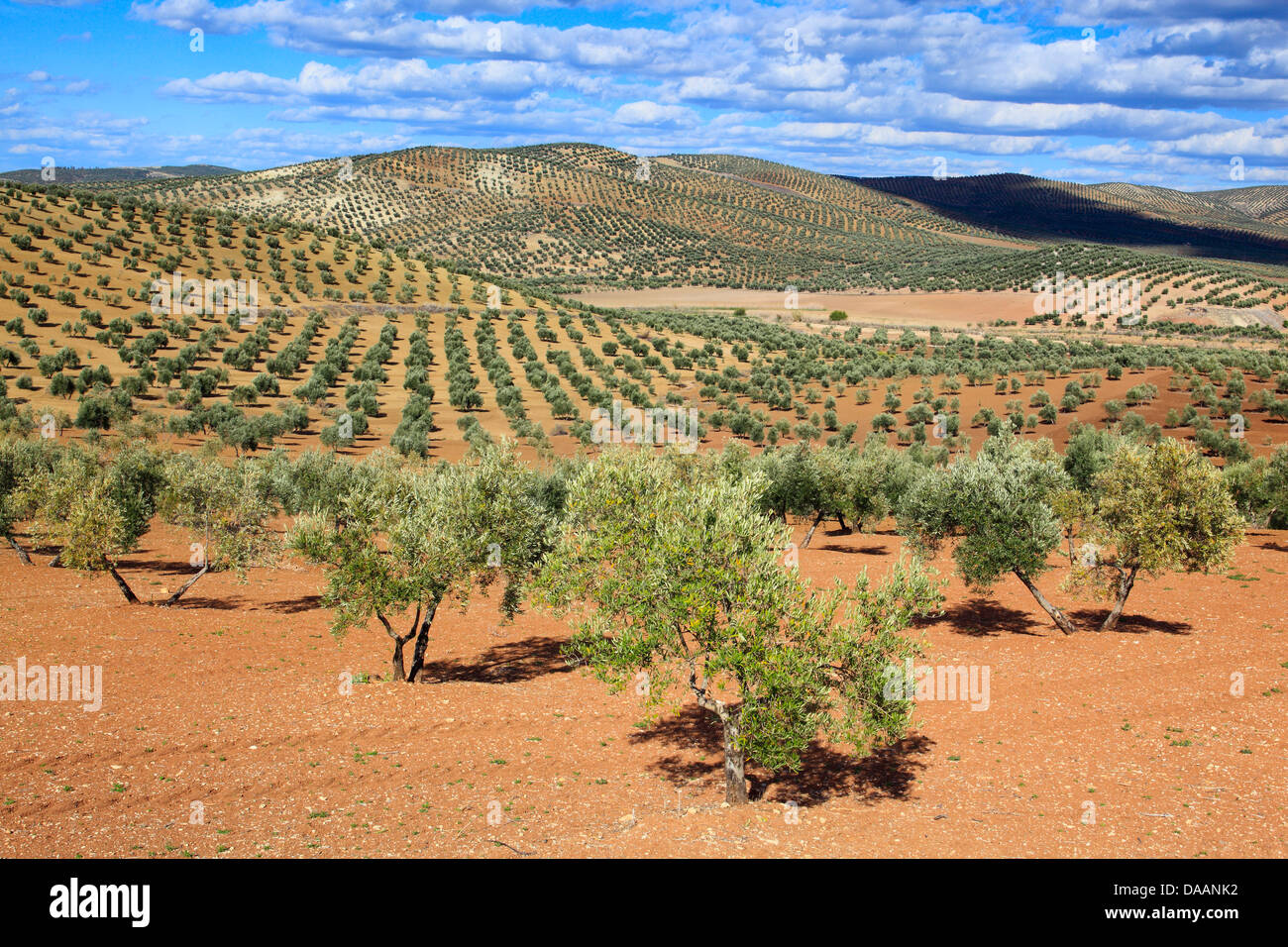 Spain andalusia hills olive groves hi-res stock photography and images ...