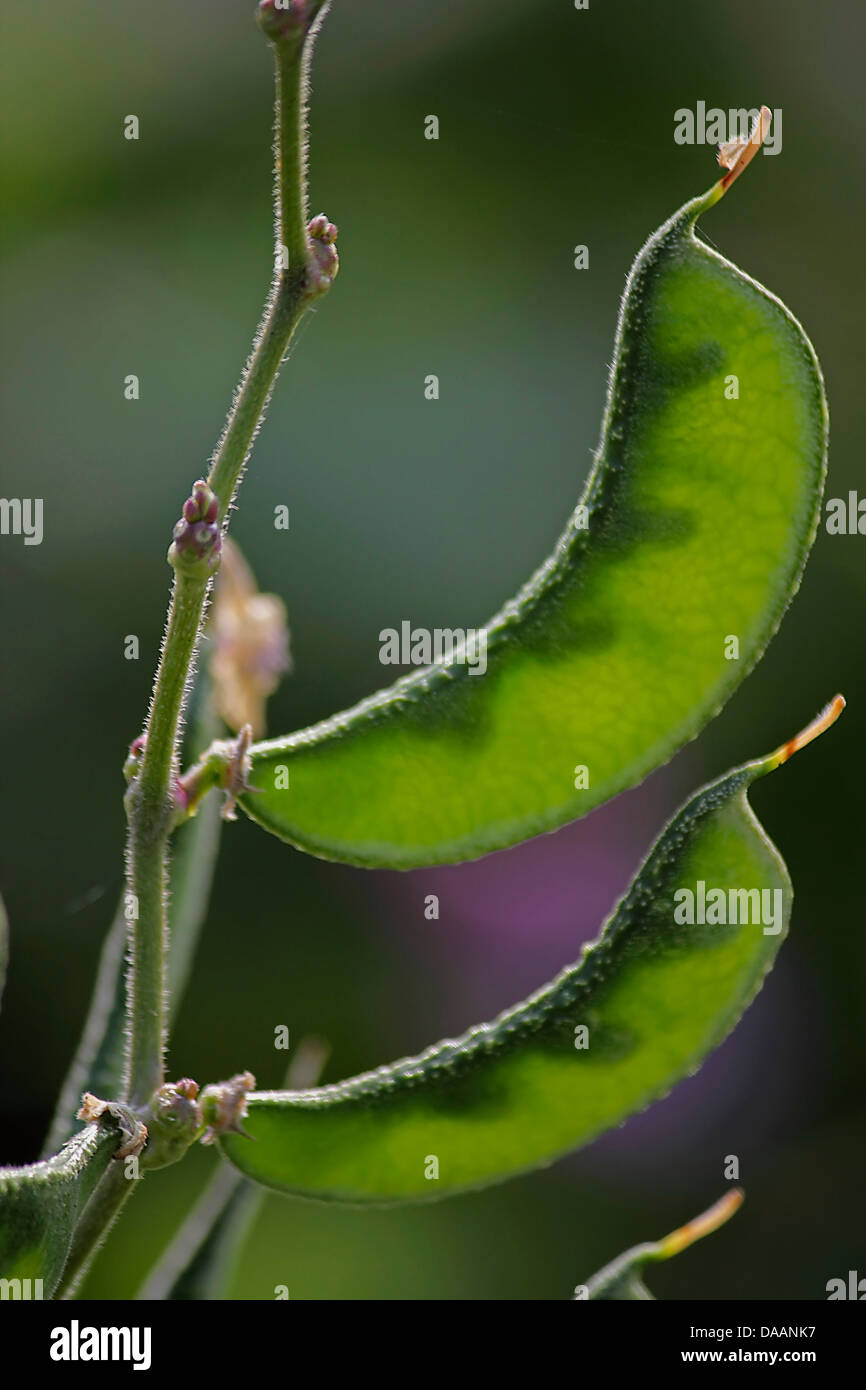 Dolichos purpureus hi-res stock photography and images - Alamy