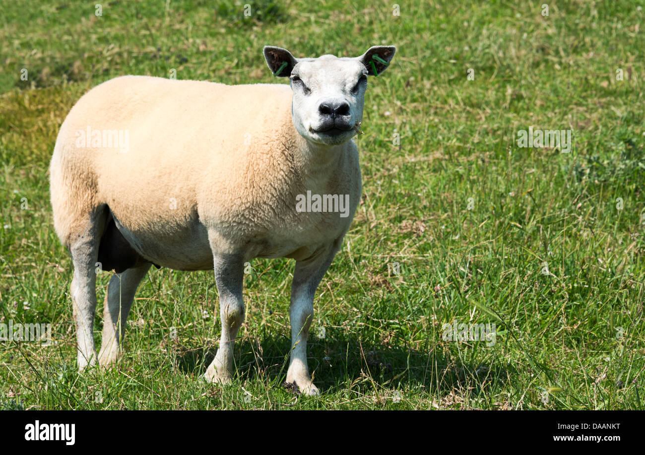 One sheep hi-res stock photography and images - Alamy