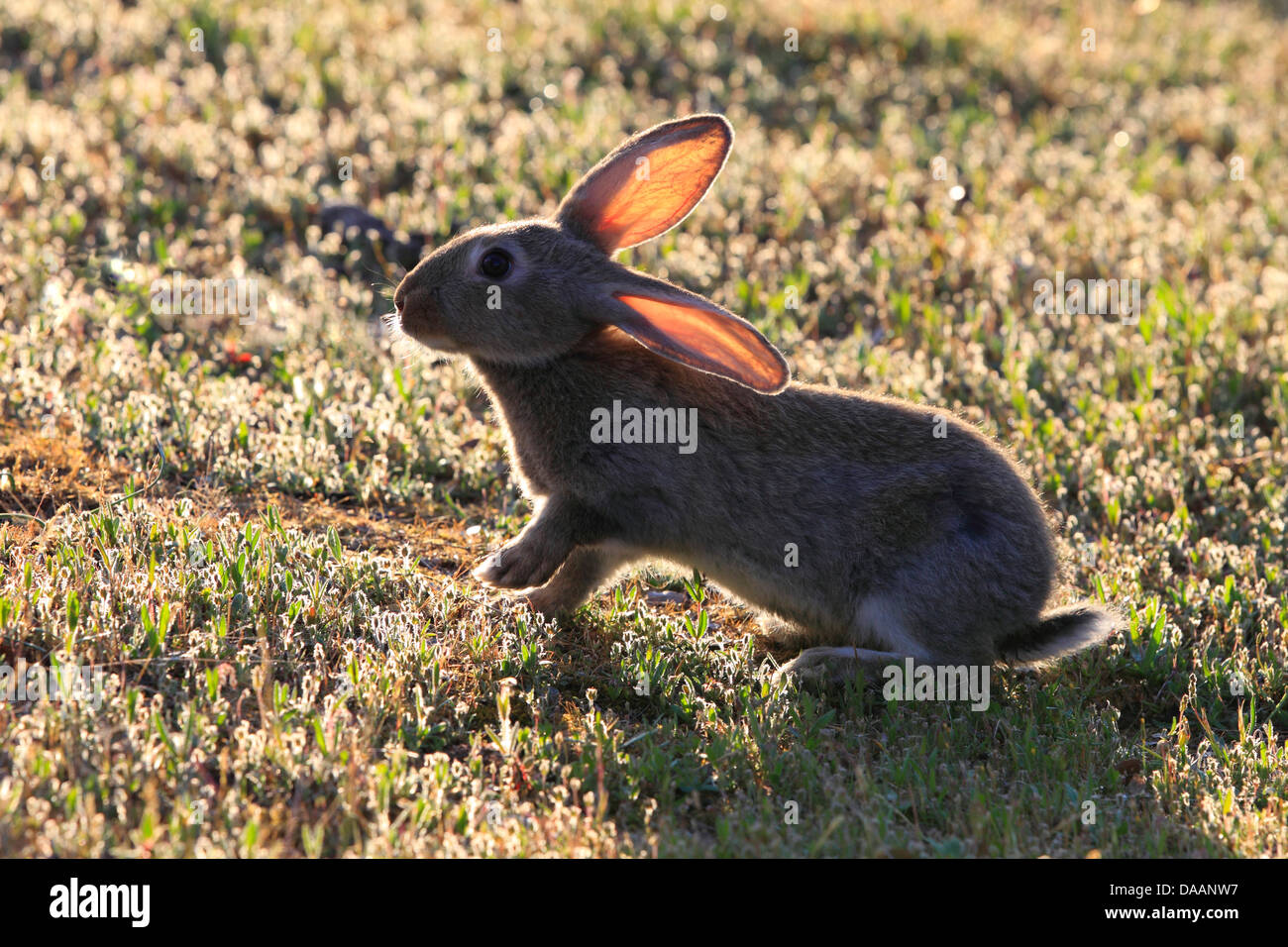 Andalusia, rabbit, bunny, rodent, rodent, ears, Oryctolagus cuniculus ...