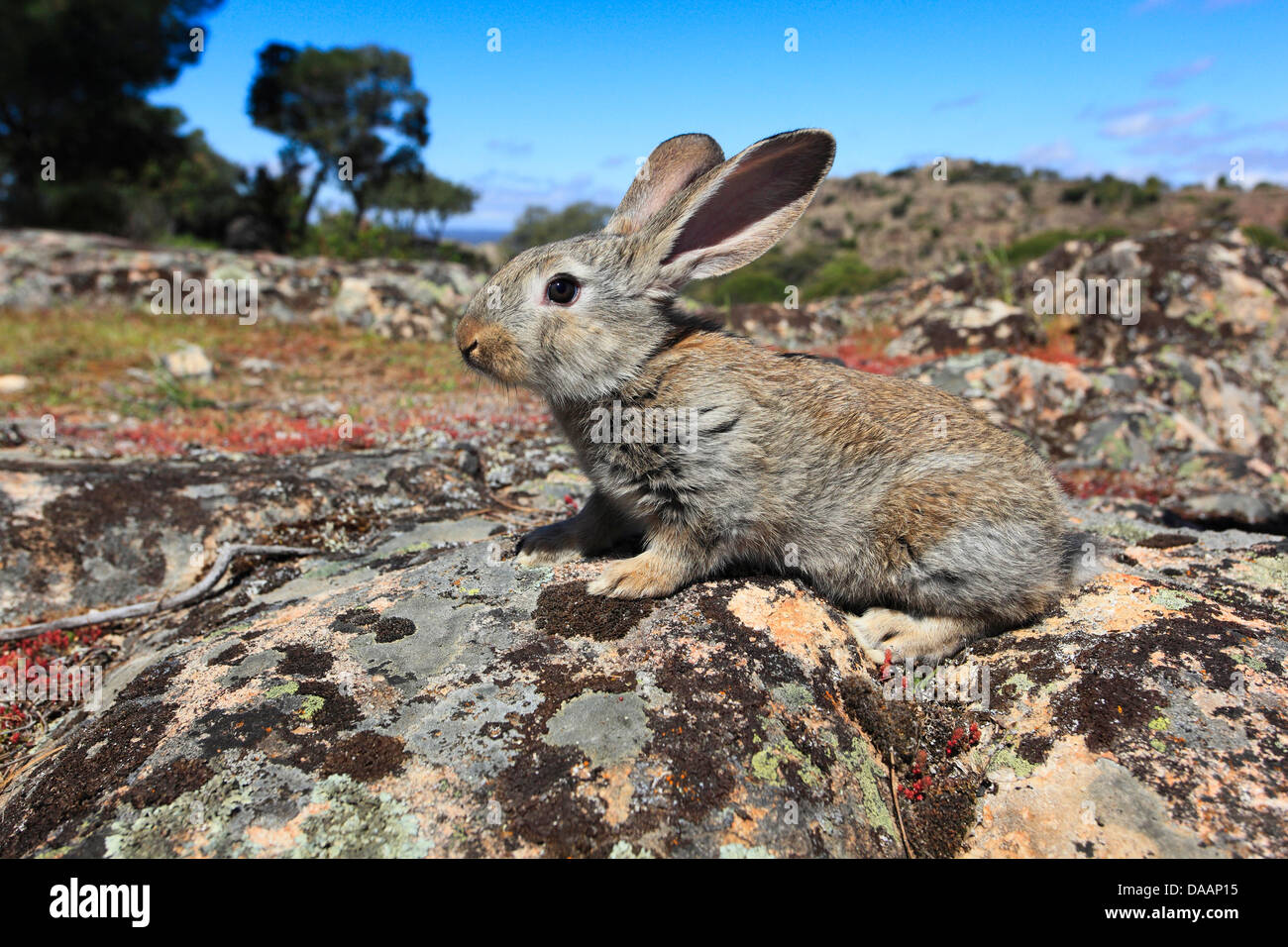 Andalusia, rabbit, bunny, rodent, rodent, ears, Oryctolagus cuniculus ...