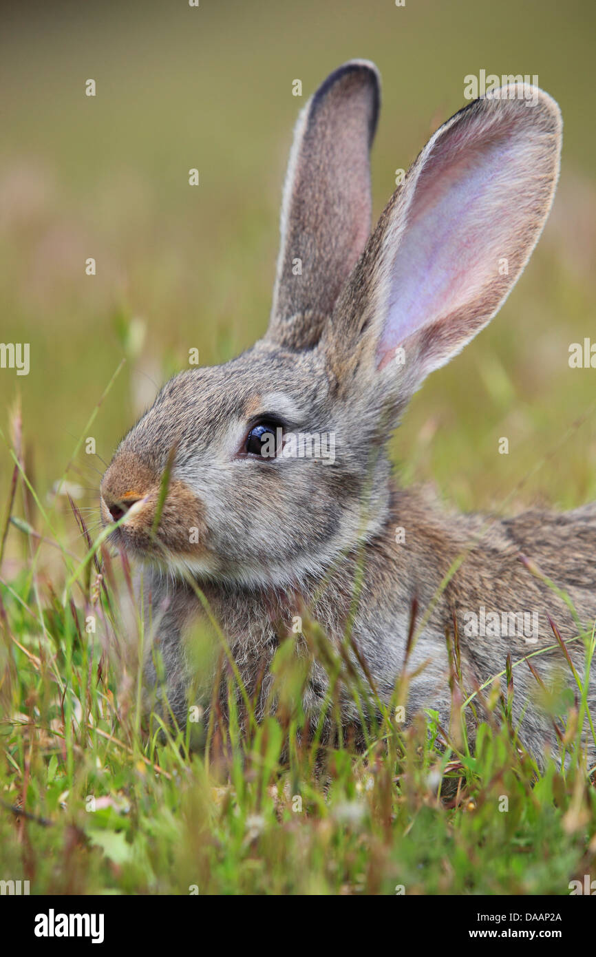 Andalusia, rabbit, bunny, rodent, rodent, ears, Oryctolagus cuniculus ...