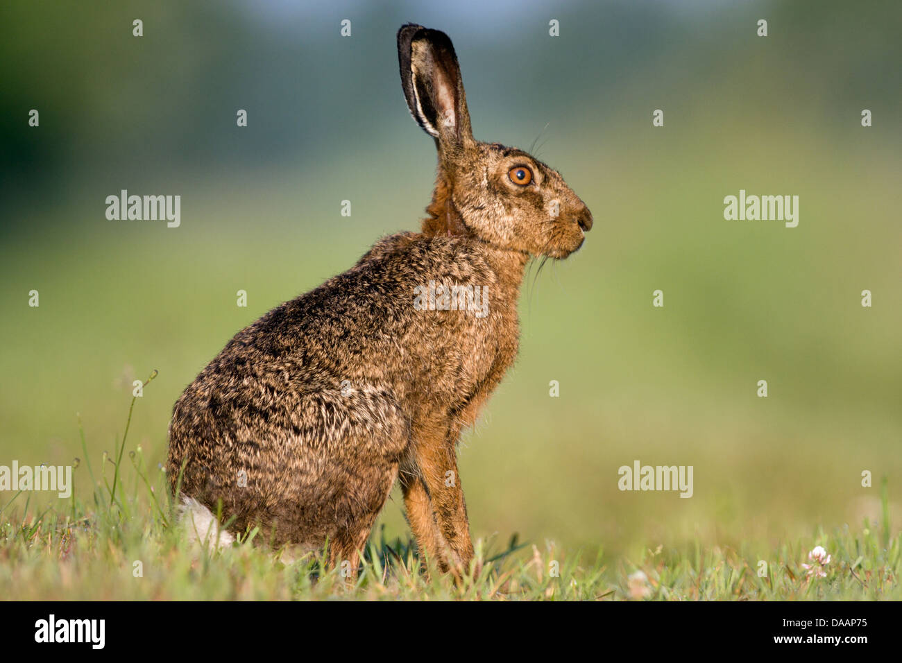 Jackrabbit ears alert hi-res stock photography and images - Alamy