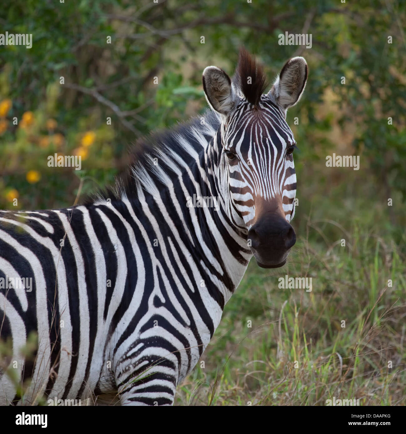 Zebra, animals, mammals, hoofed animals, wild animals, wilderness ...