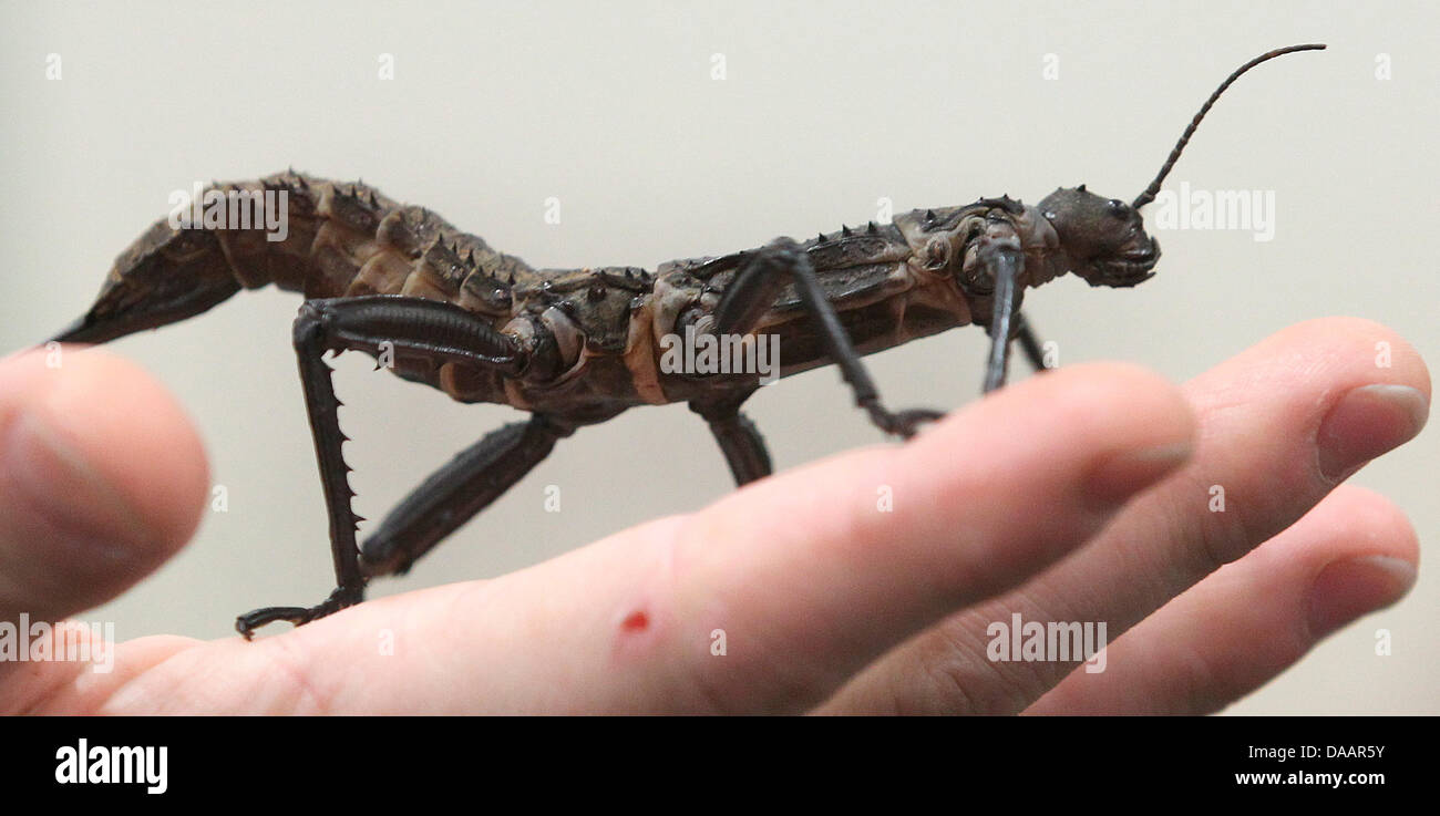 A stick insect from New Guinea crawls over the hands of its owner at ...