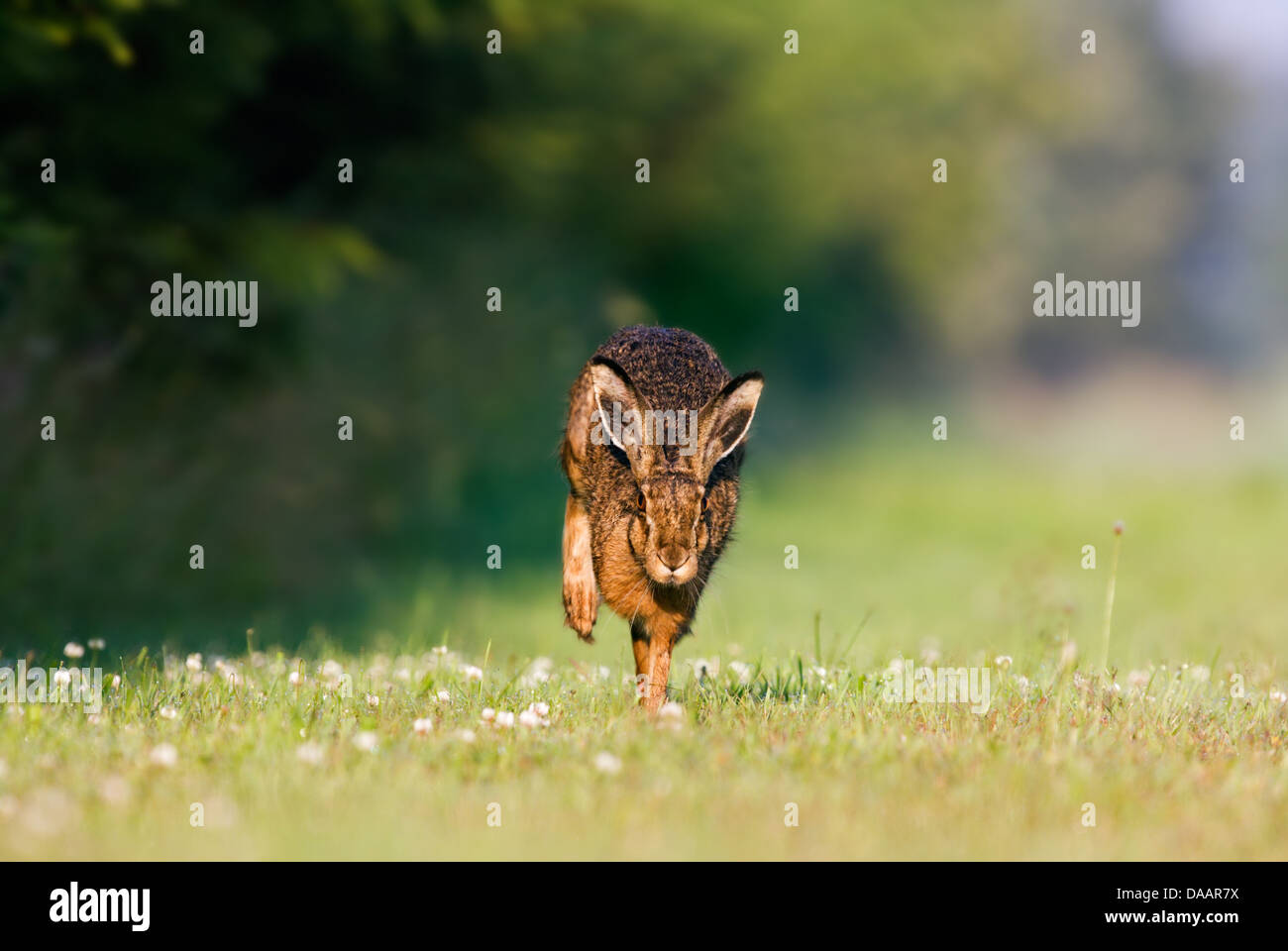 Hare running fast hi-res stock photography and images - Alamy