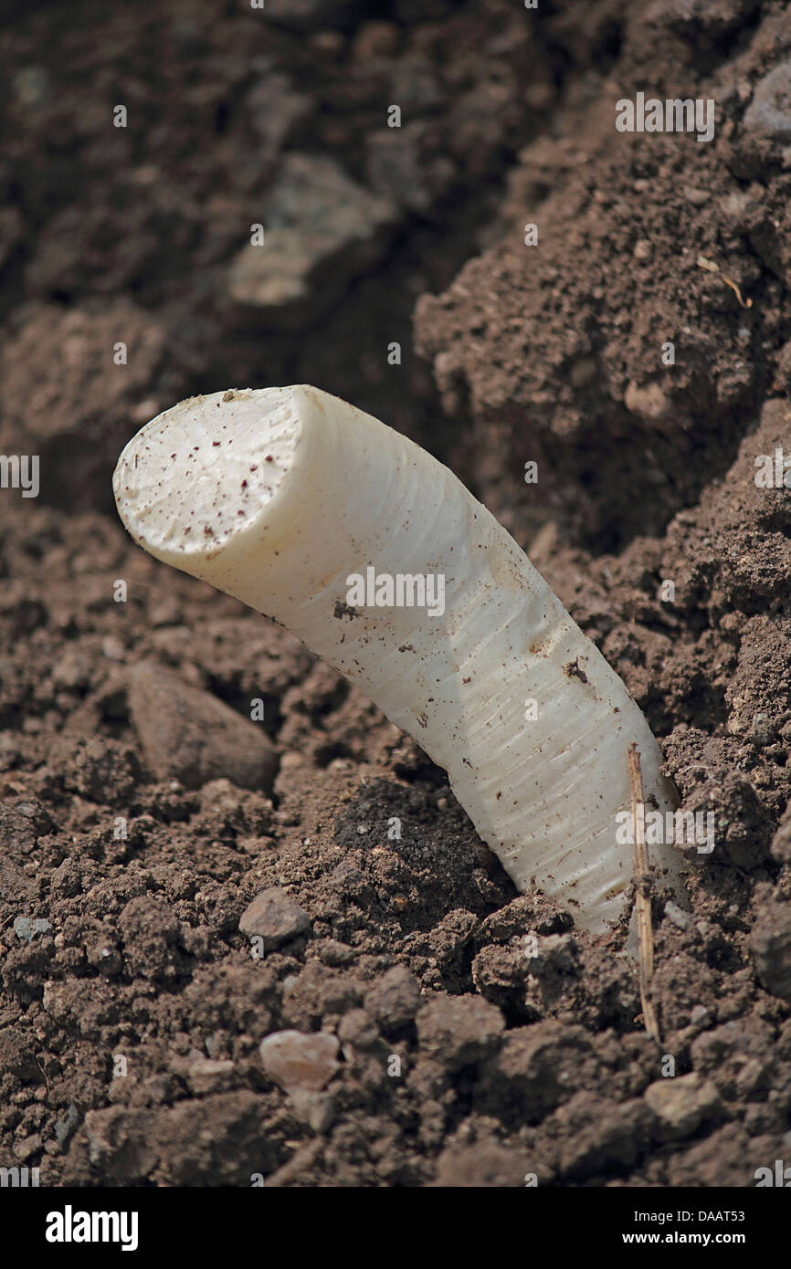 Radish root field hi-res stock photography and images - Alamy