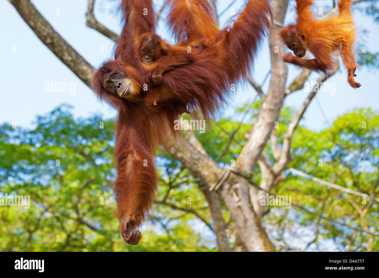 Orangutan climbing tree hi-res stock photography and images - Alamy