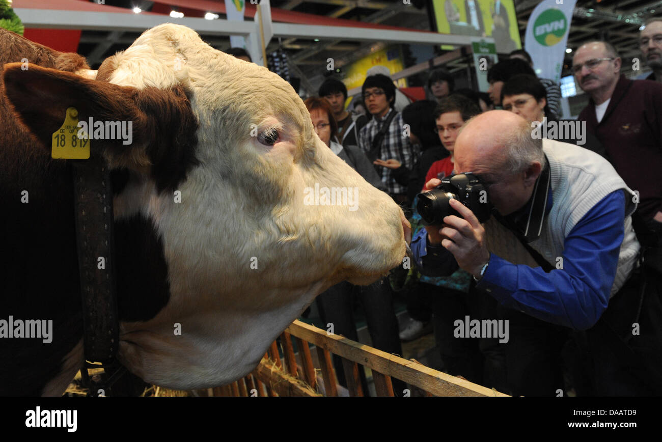 German simmental hi-res stock photography and images - Alamy