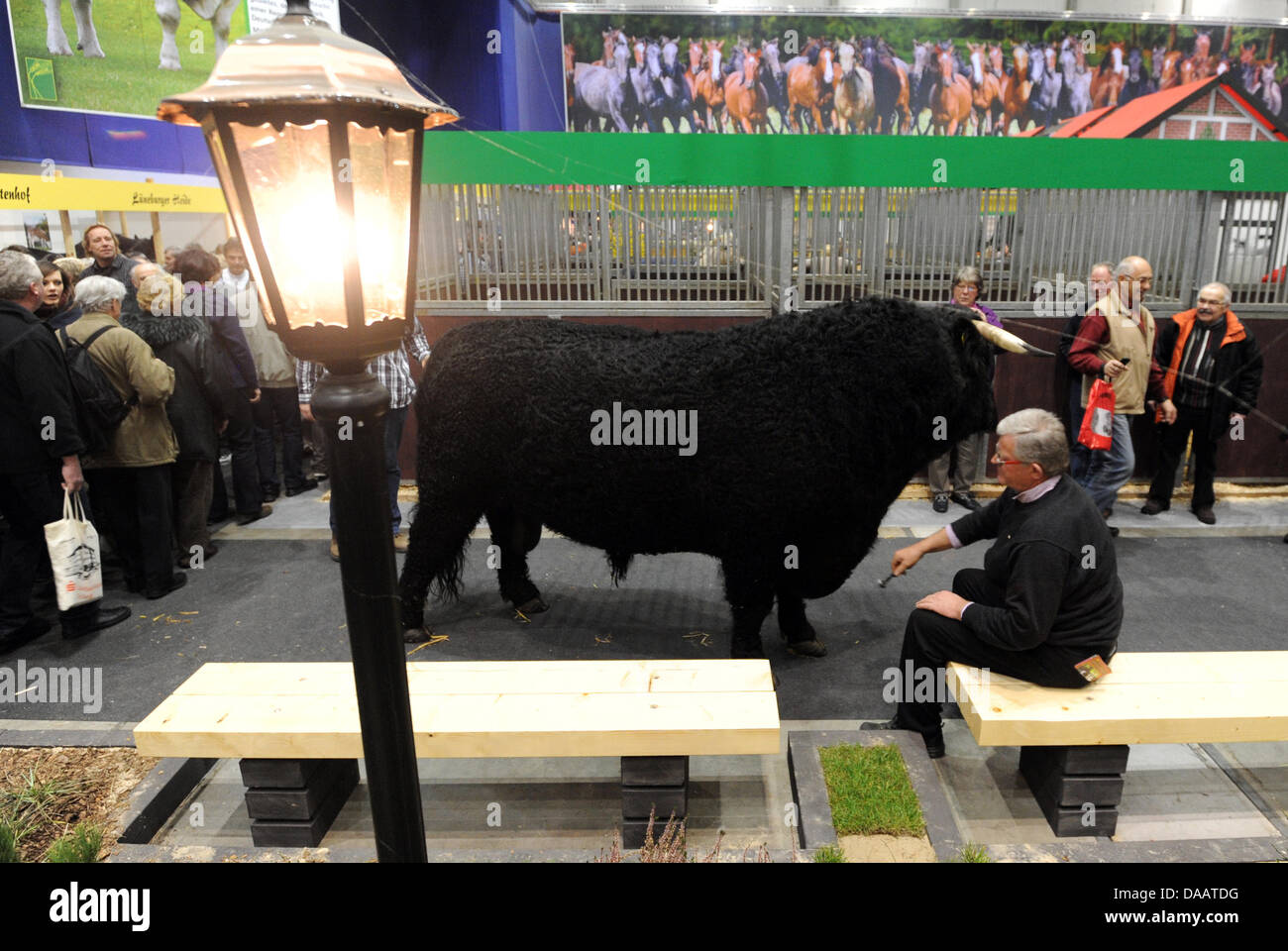 Welsh black bull hi-res stock photography and images - Alamy