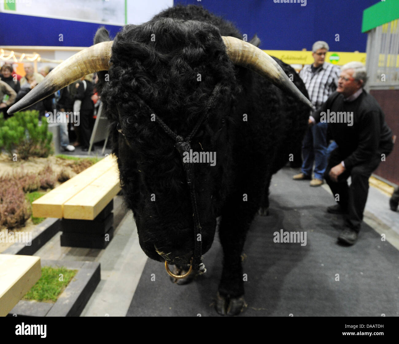 Welsh black bull hi-res stock photography and images - Alamy