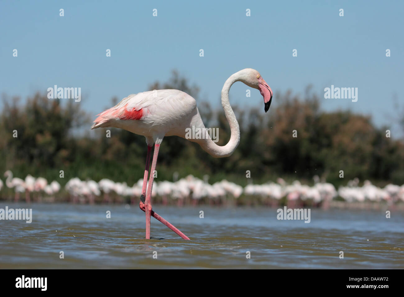 Flamingos in a lake in France Stock Photo - Alamy