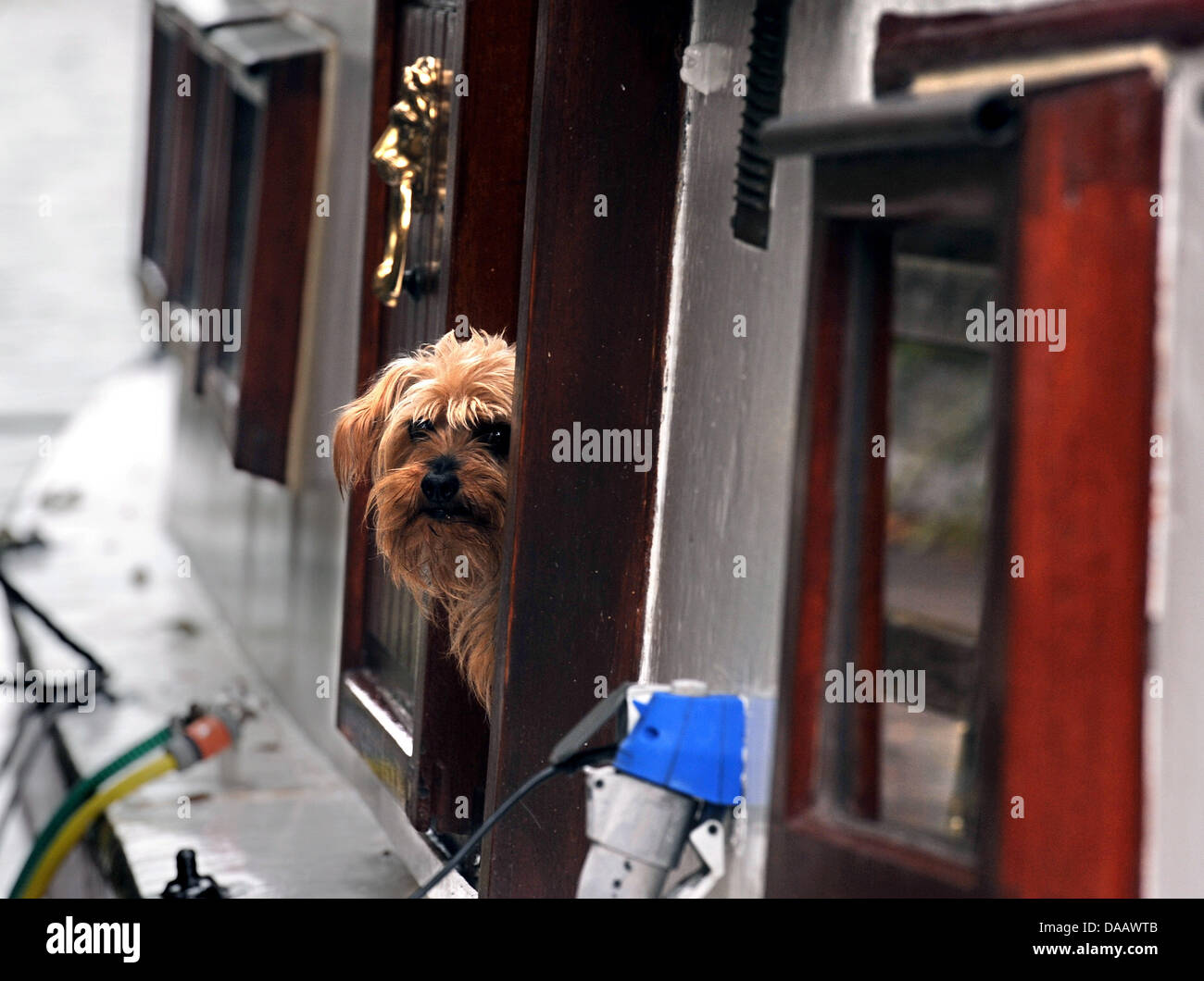 Puppy sailing hi-res stock photography and images - Alamy