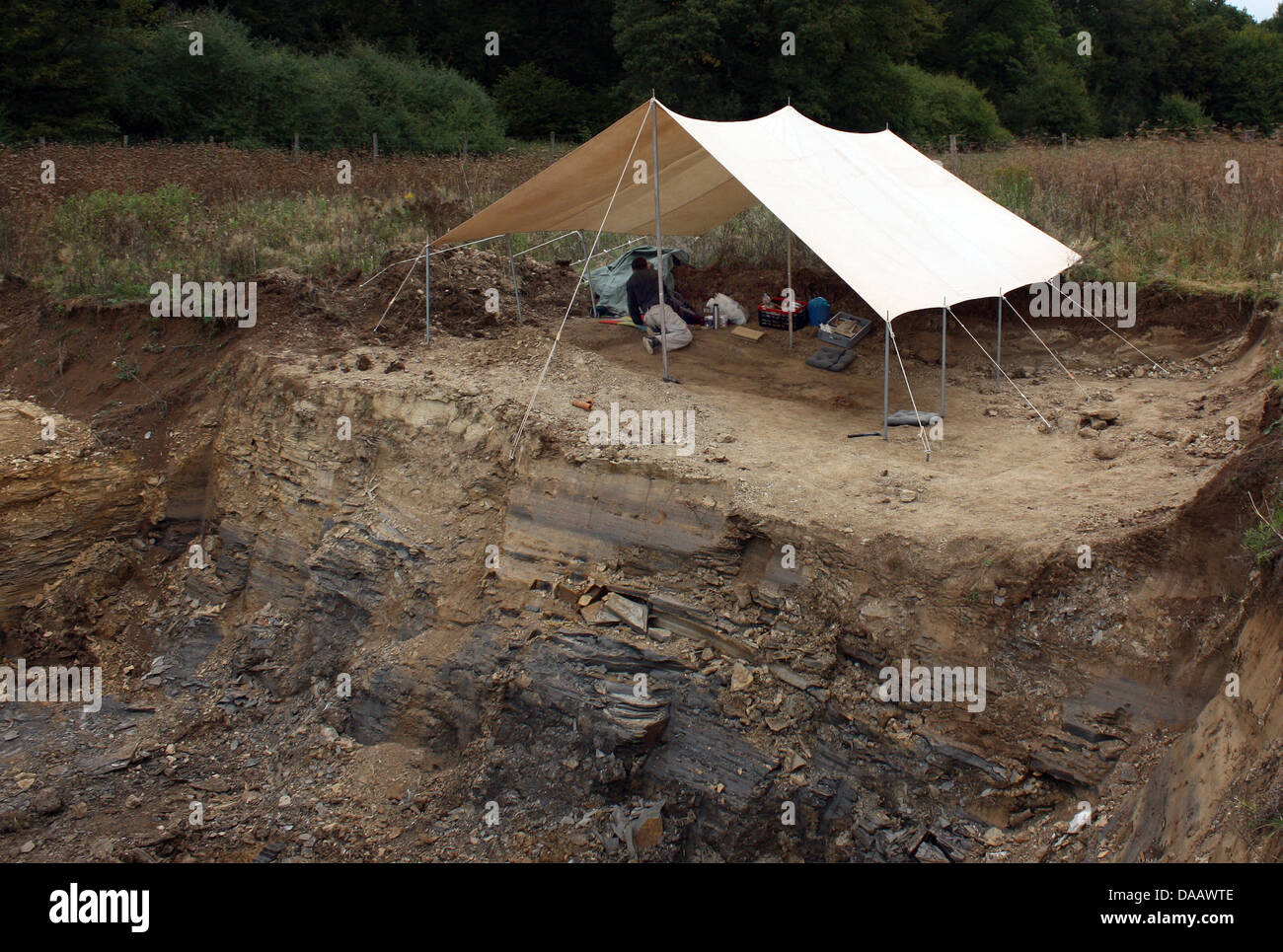 An almost entirely preserved skeleton of the aquatic dinosaur ...
