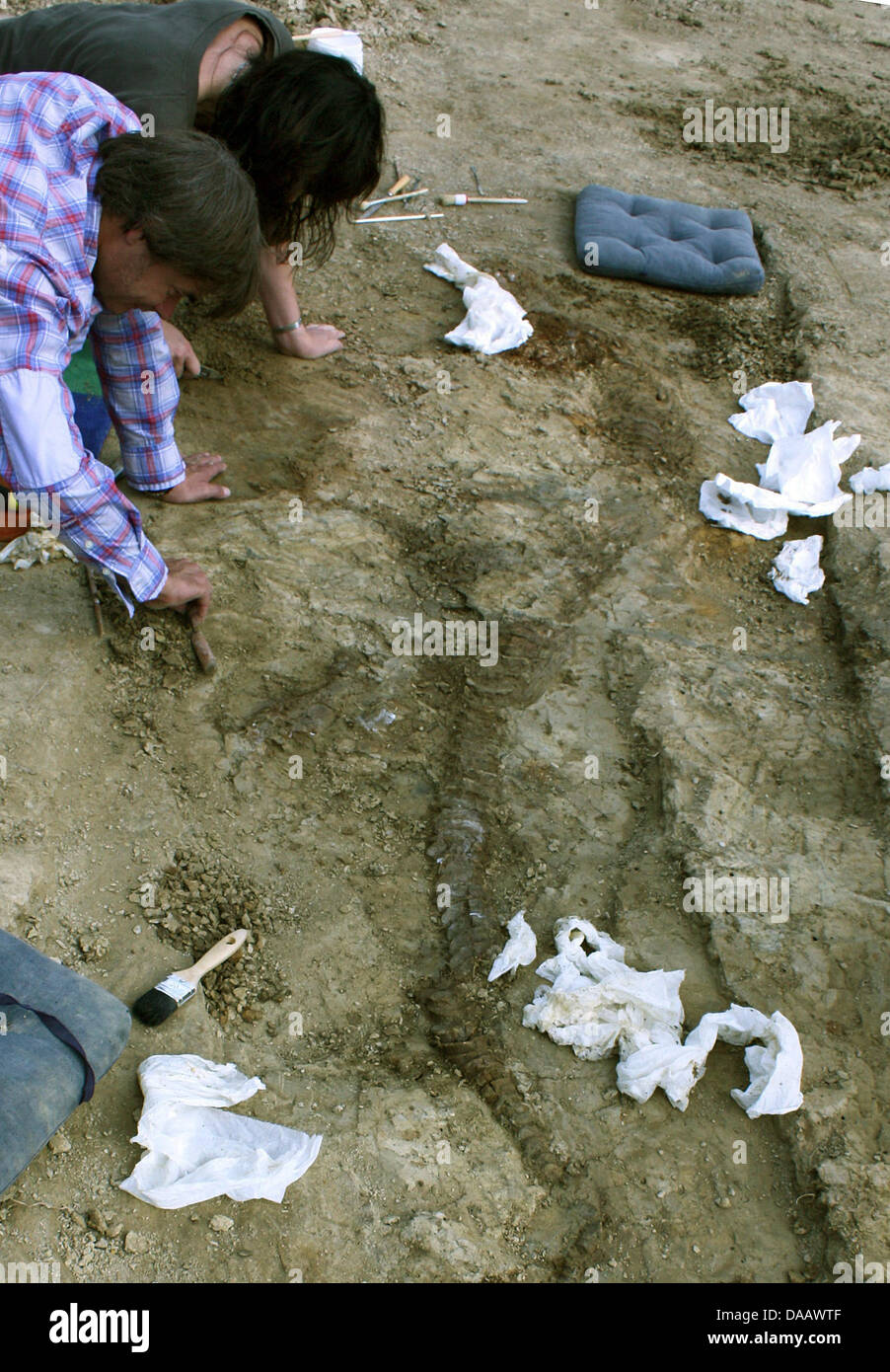 An almost entirely preserved skeleton of the aquatic dinosaur ...