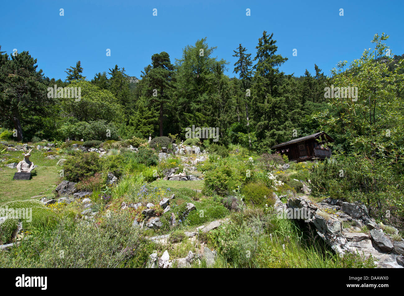 Valais, Champex, alpine, Switzerland, Alpine garden, botany, botanical ...