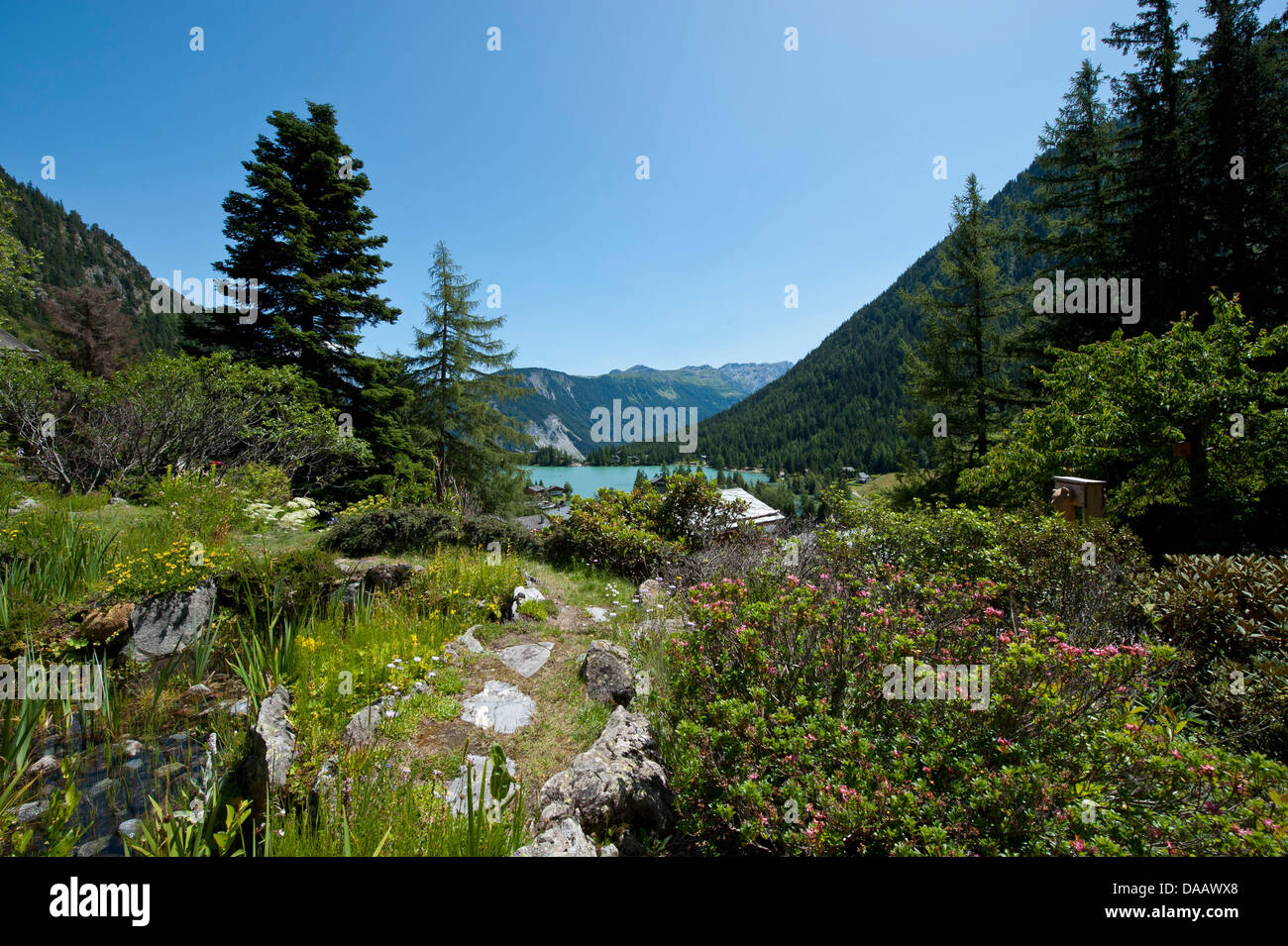 Valais, Champex, alpine, Switzerland, Alpine garden, botany, botanical ...