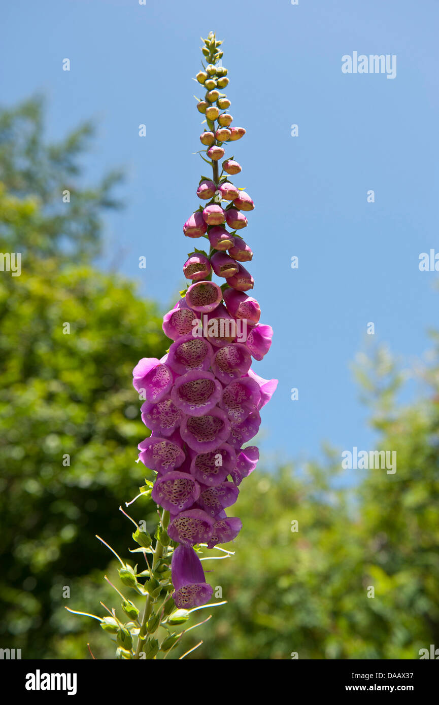 Valais, Champex, alpine, Switzerland, Alpine garden, botany, botanical ...