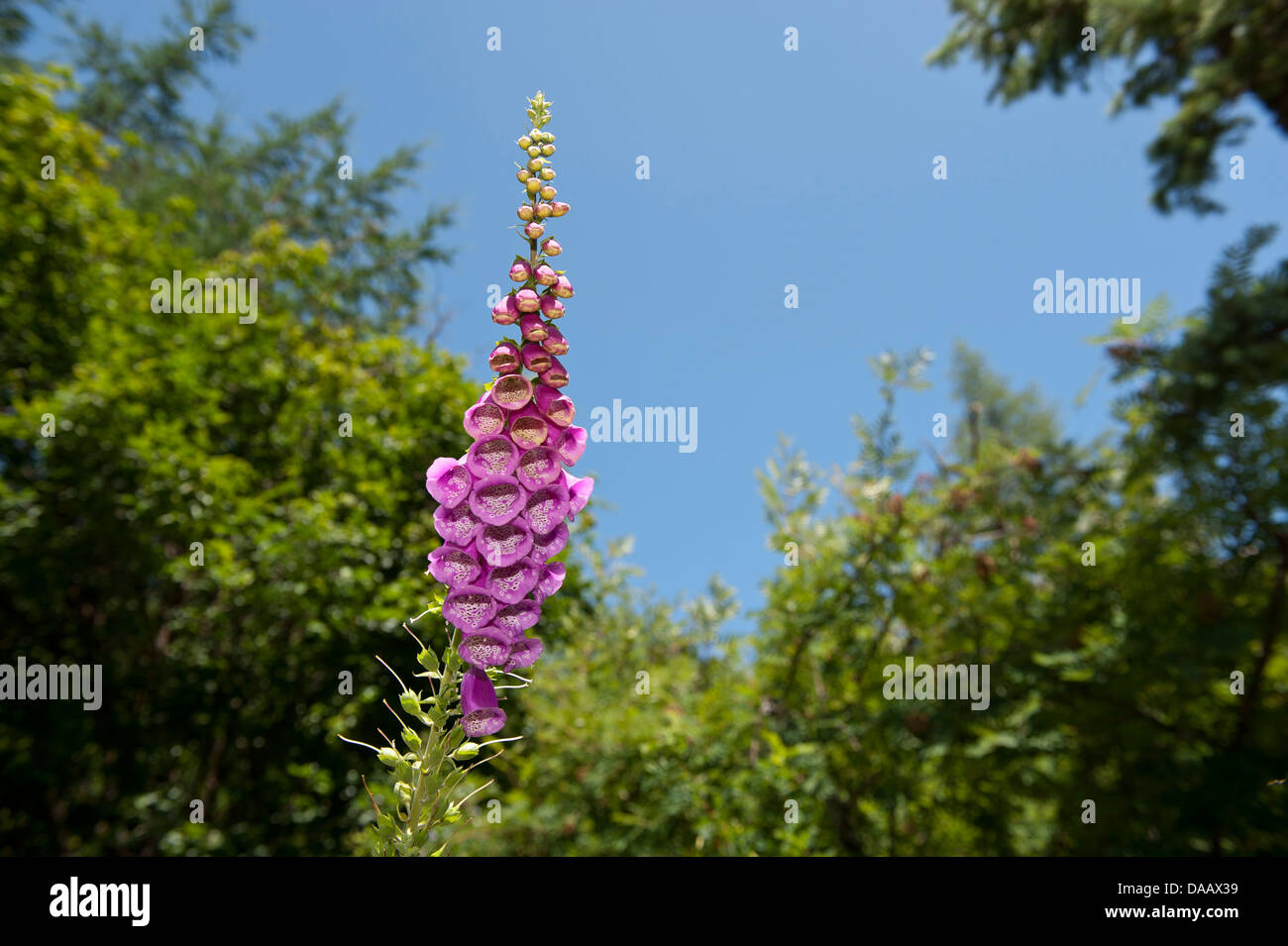 Valais, Champex, alpine, Switzerland, Alpine garden, botany, botanical ...