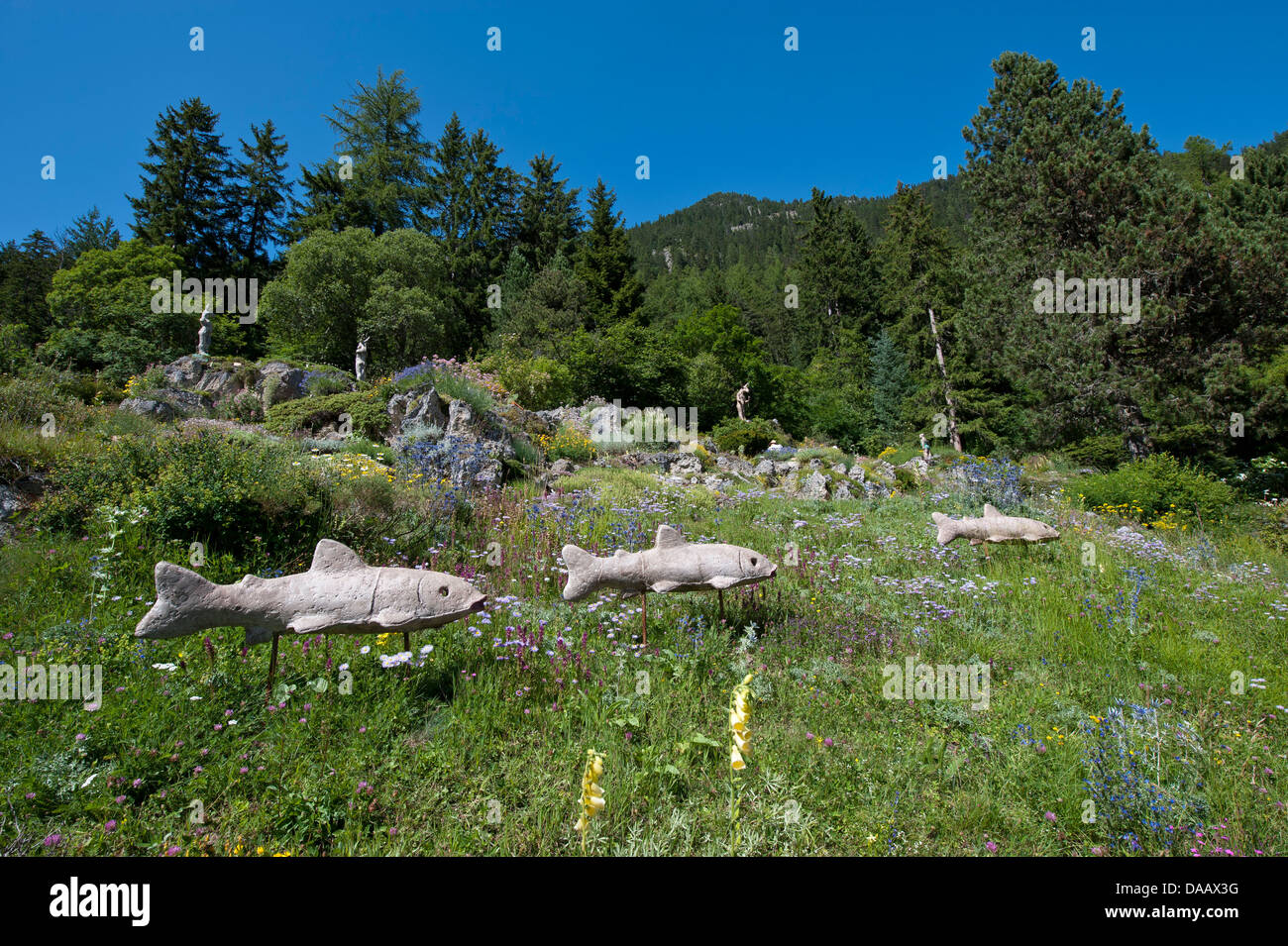 Valais, Champex, alpine, Switzerland, Alpine garden, botany, botanical ...
