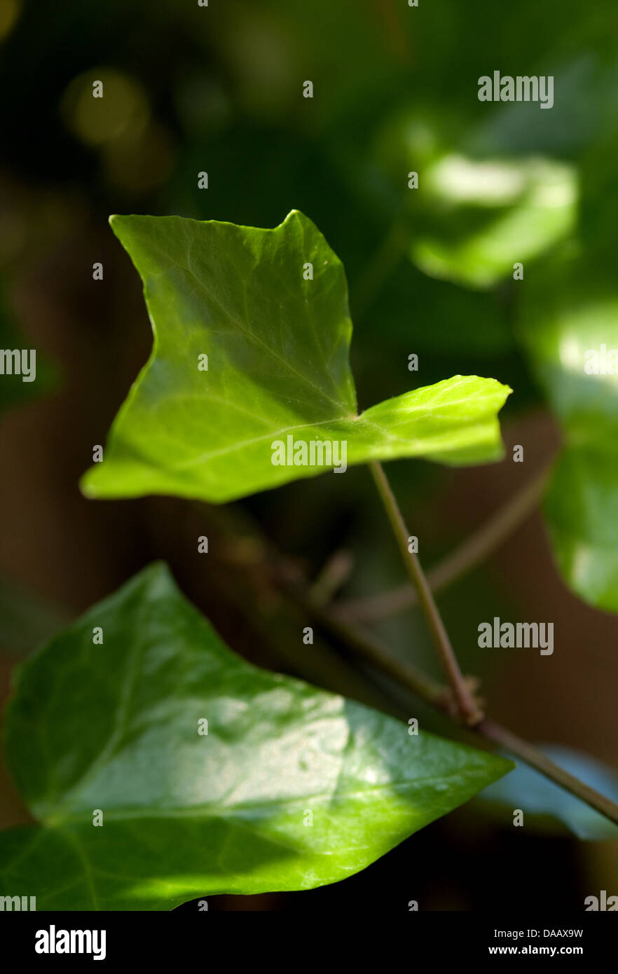 close up image of an ivy leaf Stock Photo - Alamy